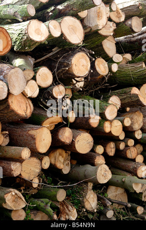 UK logging industry: close up of wet logs, cut and stacked outdoors in ...