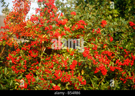 Firethorn or Pyracantha, decorative garden bush with bright orange ...