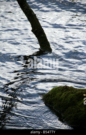 one tree submerged in flood water in lake Stock Photo - Alamy