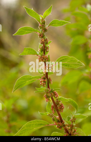Pellitory-of-the-Wall (Parietaria judaica) plant. Plant in the nettle ...