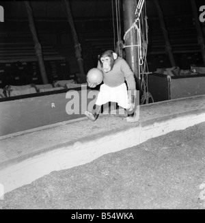 Animals: Humour: Chimps playing football. November 1953 D6989-002 Stock ...