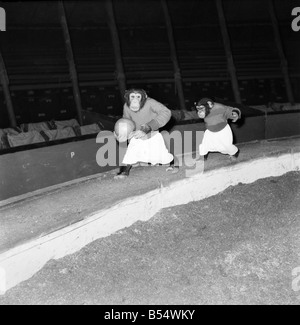Animals: Humour: Chimps playing football. November 1953 D6989-006 Stock ...