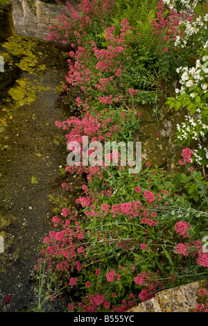Red Valerian (Centranthus ruber) and other wildflowers growing around ...