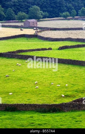 Gunnerside Swaledale hay meadows with sheep Stock Photo - Alamy