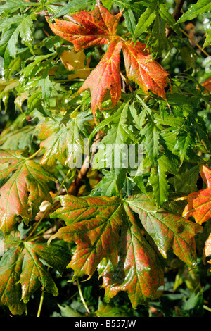 Acer platanoides 'Palmatifidum' Stock Photo - Alamy