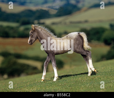 welsh pony - walking on meadow Stock Photo - Alamy
