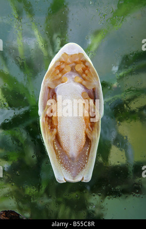 Bottom view of a Red-eyed tree frog, Agalychnis callidryas, isolated on ...