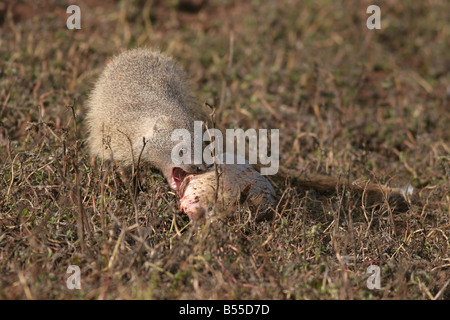 Egyptian Mongoose Herpestes ichneumon Israel Stock Photo - Alamy