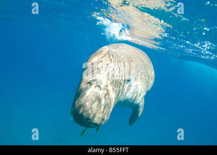 Dugong or sea cow, eating sea grass in Vanuatu, Pacific Ocean Stock ...