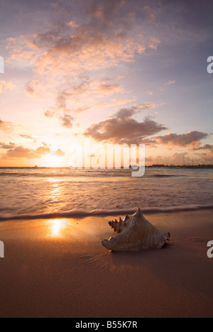Beach scene of conch shells in Ambergris Caye, Belize, in the Caribbean ...