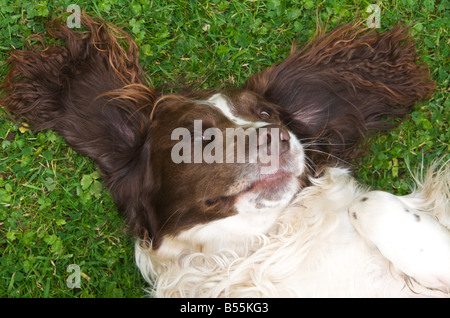 Springer Spaniel, Spaniel Stock Photo - Alamy