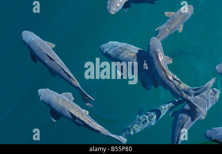 carp, lake mead, Nevada, fish, USA, United States, America, lake Stock ...