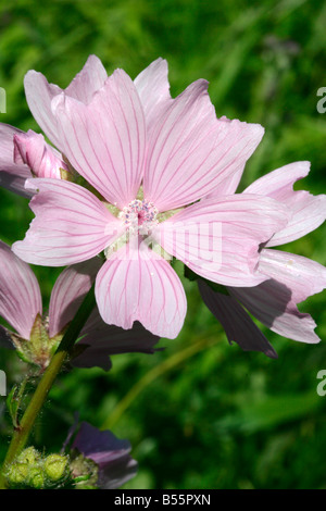 Malva moschata flower growing in meadow, macro Stock Photo - Alamy