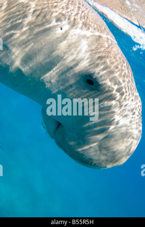 Dugong or sea cow, eating sea grass in Vanuatu, Pacific Ocean Stock ...