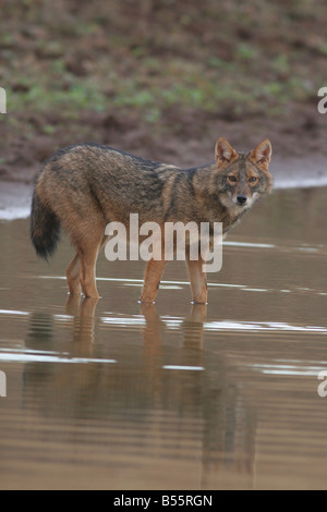 Golden Jackal (Canis aureus), also called the Asiatic, Oriental or ...