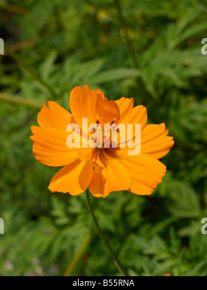 Yellow Cosmos flower Stock Photo - Alamy