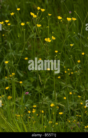 Yellow flower of Ranunculus acris on green grass background on sunny ...
