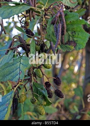 Alder (Alnus glutinosa) leaf and catkins on tree in early autumn ...