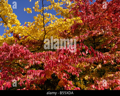 Yellow autumn foliage of Persian Ironwood, Persian Parotia ...