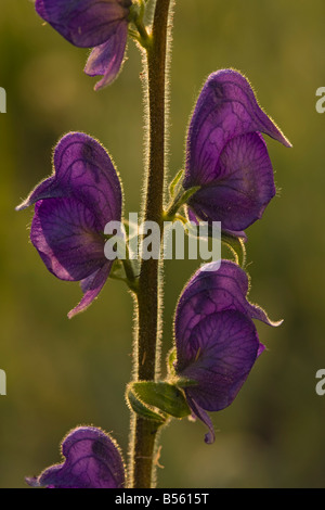 Columbian monkshood flowers (Aconitum columbianum). This plant contains ...