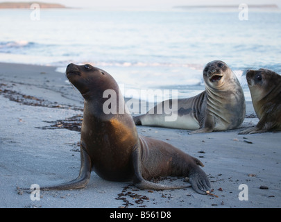 Southern Sea Lion Stock Photo - Alamy