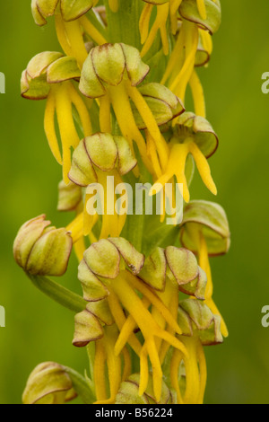 Man Orchid (Orchis anthropophora) - a rare, green and red orchid Stock ...