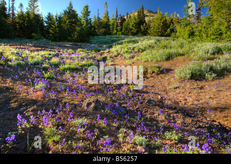 Menzies Larkspur Delphinium menziesii Cone Peak Cascade Mounts Oregon ...