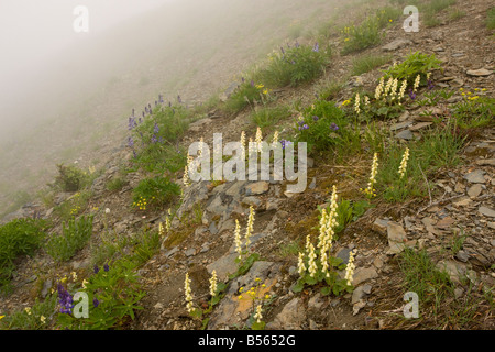 Yellow coralbells (Elmera racemosa) in flower. Photographed on ...