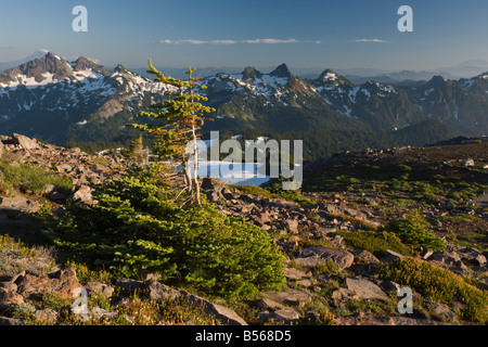 Dwarfed subalpine firs Abies lasiocarpa in tundra at the tree line at ...
