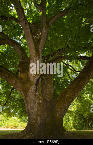 a black walnut tree (Juglans nigra) in brilliant yellow autumn coloring ...