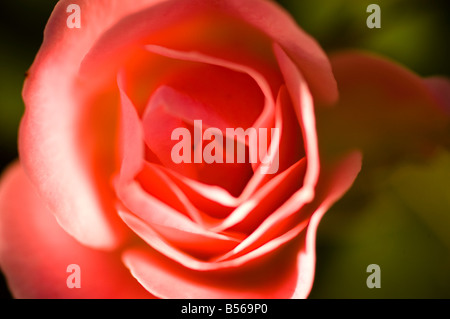 Rosa Carefree, pink teacup, Rose Stock Photo - Alamy