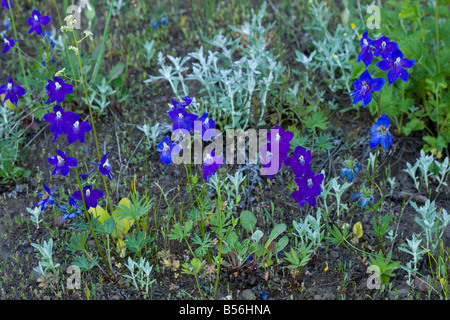 Menzies' larkspur (Delphinium menziesii) flowers. Photographed in Cone ...