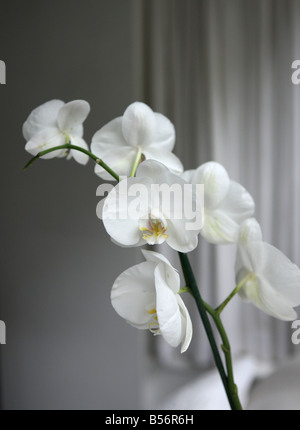 White orchid flower on a light background in creative blur Stock Photo ...