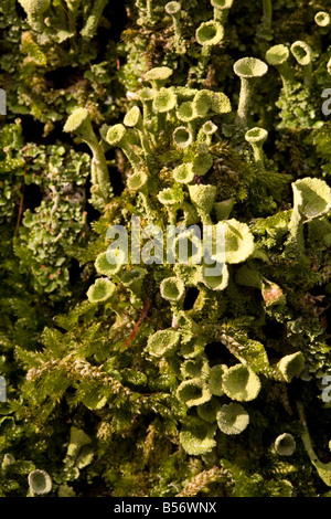 Lichen False Pixie Cup (Cladonia chlorophaea Stock Photo - Alamy