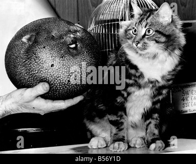 Cat and puffer fish. December 1975 Stock Photo - Alamy