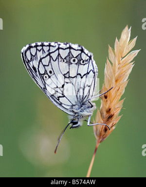 satyrid butterflies - meadow brown Stock Photo - Alamy
