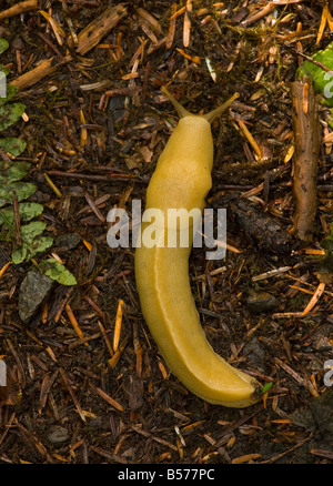 Banana slug (Ariolimax) in the temperate rainforest of continental ...
