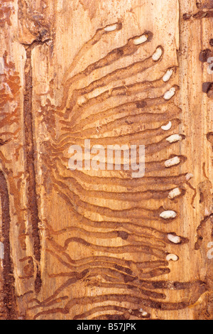 Galleries of European Spruce Bark Beetle (Ips typographus), wood pest ...