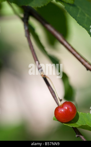 Pin cherry berries ( Prunus pensylvanica Stock Photo - Alamy
