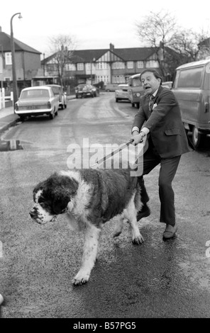 Shane the St. Bernard dog with Derek Roy, Britains biggest dog goes ...