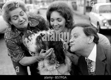 Shane the St. Bernard dog with Derek Roy, Britains biggest dog goes ...