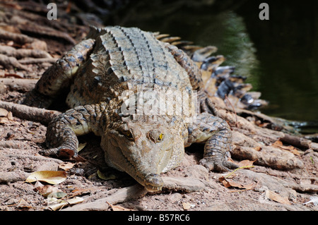 Australia, Northern Territory. Saltwater crocodile aka Saltie (Crocodylus porosus Stock Photo ...