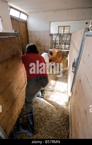 Farmer setting up the ropes to help the cow give birth Stock Photo - Alamy