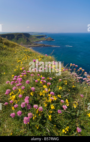 The Giant's Causeway (in English Giant's Causeway; in Irish ClochÃn an ...