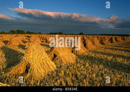 Traditional Corn Stooks, Devon, UK Stock Photo - Alamy