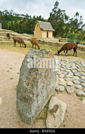 Llamas grazing near reconstructed dwelling at the most important Inca ...