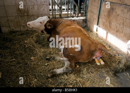 Cow in the early stages of giving birth Stock Photo - Alamy