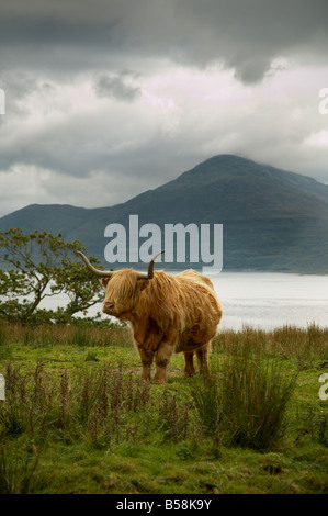 Highland Cattle on the isle of Mull famous Scottish breed, this is ...