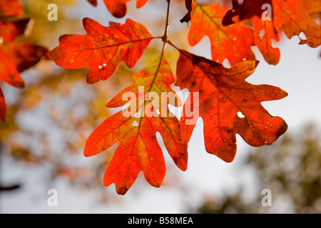 Quercus alba, White Oak in autumn Stock Photo: 57074634 - Alamy