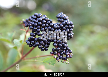 Elder tree branches Stock Photo - Alamy